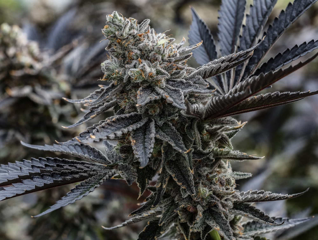 Cannabis Pangenome Project Makes Nature – GTR Seeds
