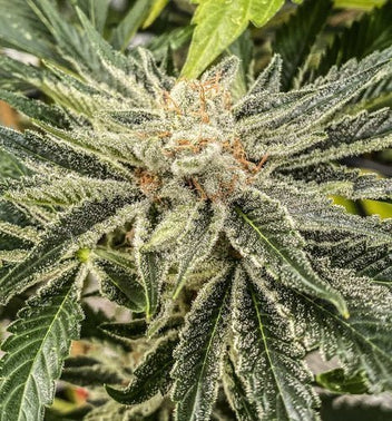 Do Triploid Cannabis Plants Hermaphrodite? – GTR Seeds