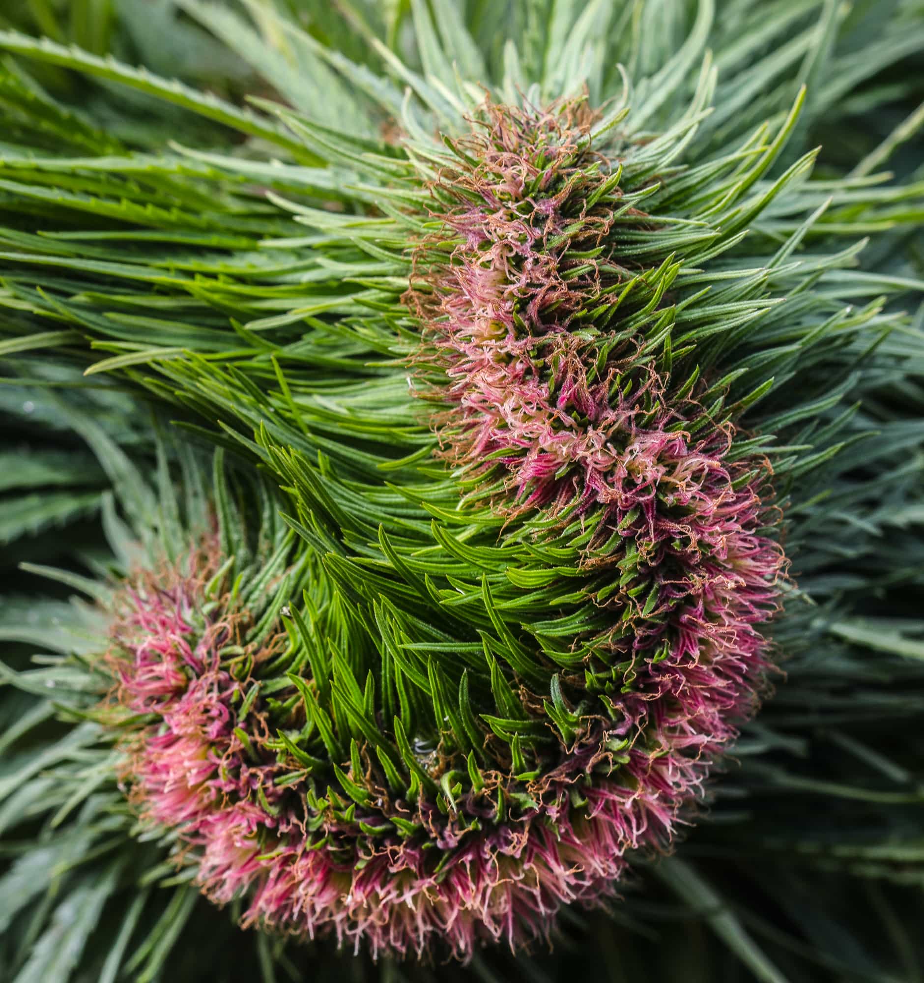 Fasciation in Cannabis Plants & Polyploidy – GTR Seeds