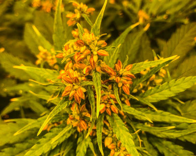 Female, Male, and Hermaphrodite Cannabis Plants – GTR Seeds