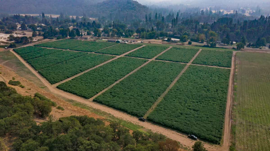 Fertilizing Hemp & Cannabis Crops: Basic's for Big Plants! – GTR Seeds