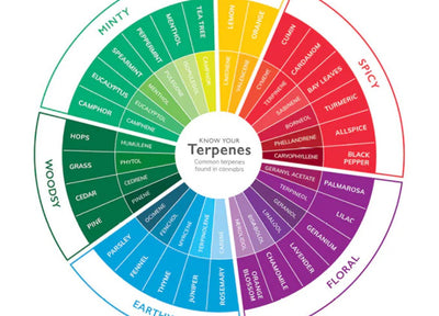 Terpenes and Aromas In Cannabis – GTR Seeds