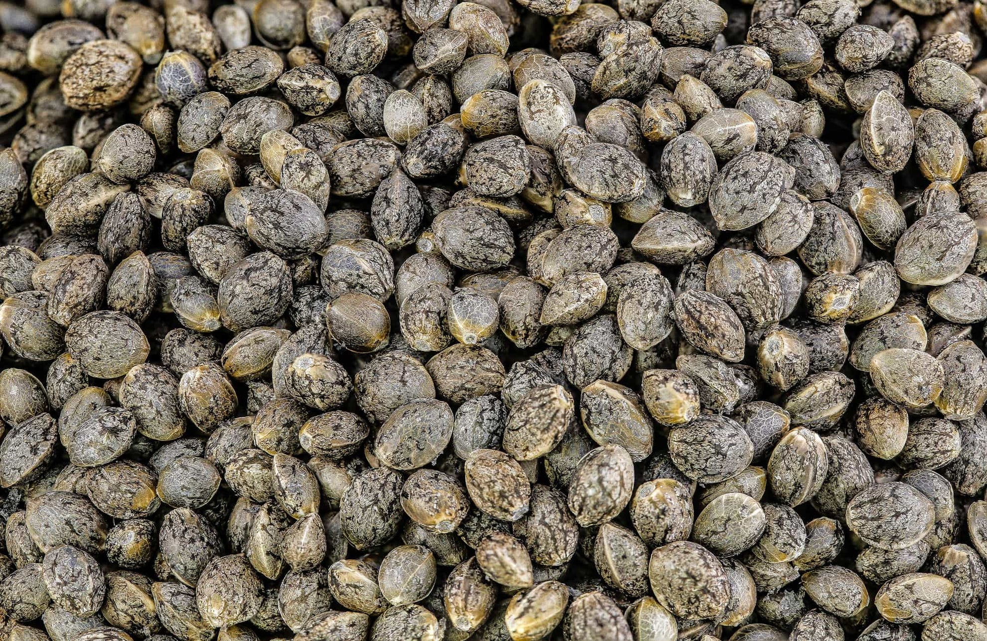 F1 Hybrid Cannabis Seeds: A Guide For Growers – GTR Seeds