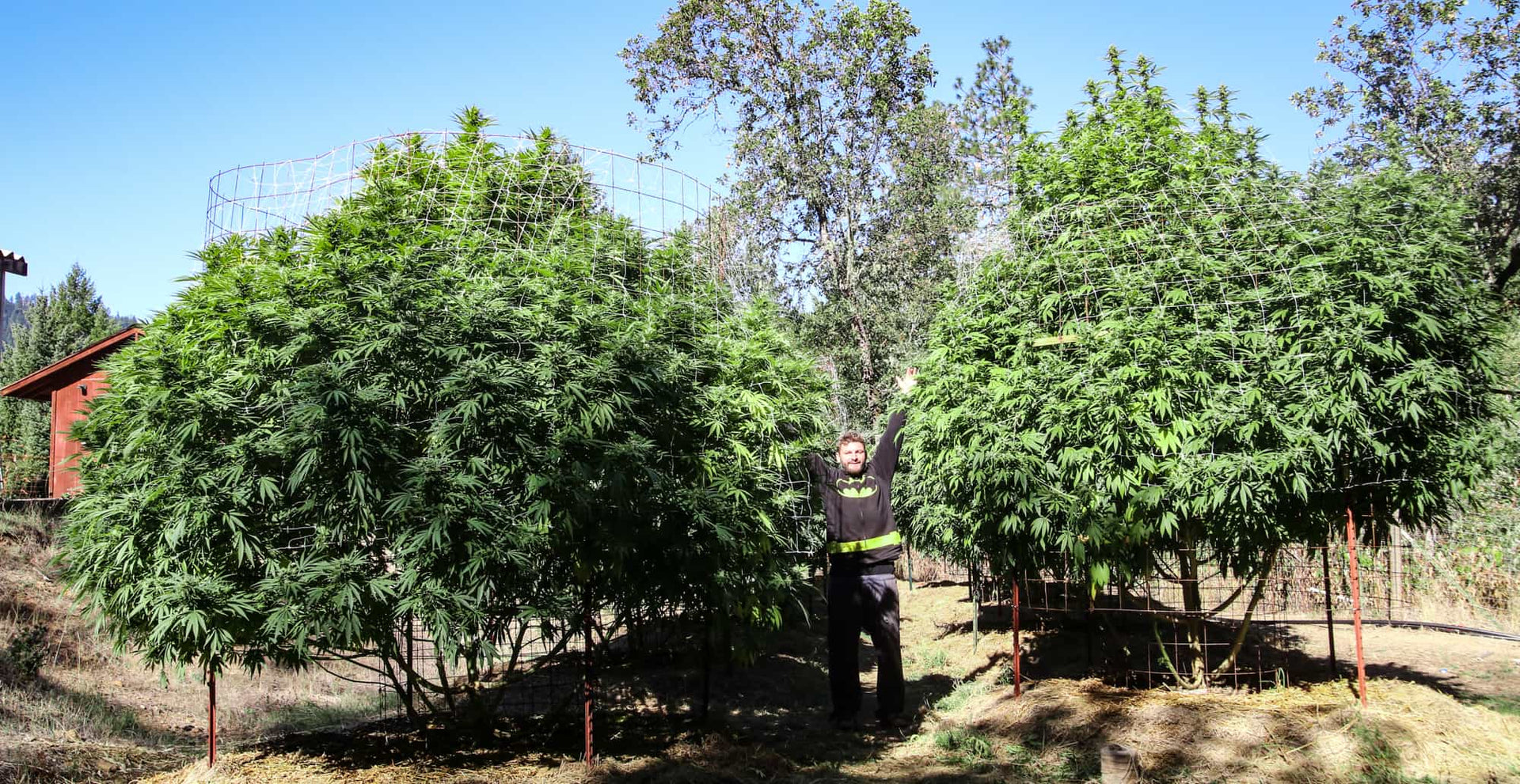 Seven Sensational Seeds: Triploid Cannabis Genetics that Crush – GTR Seeds