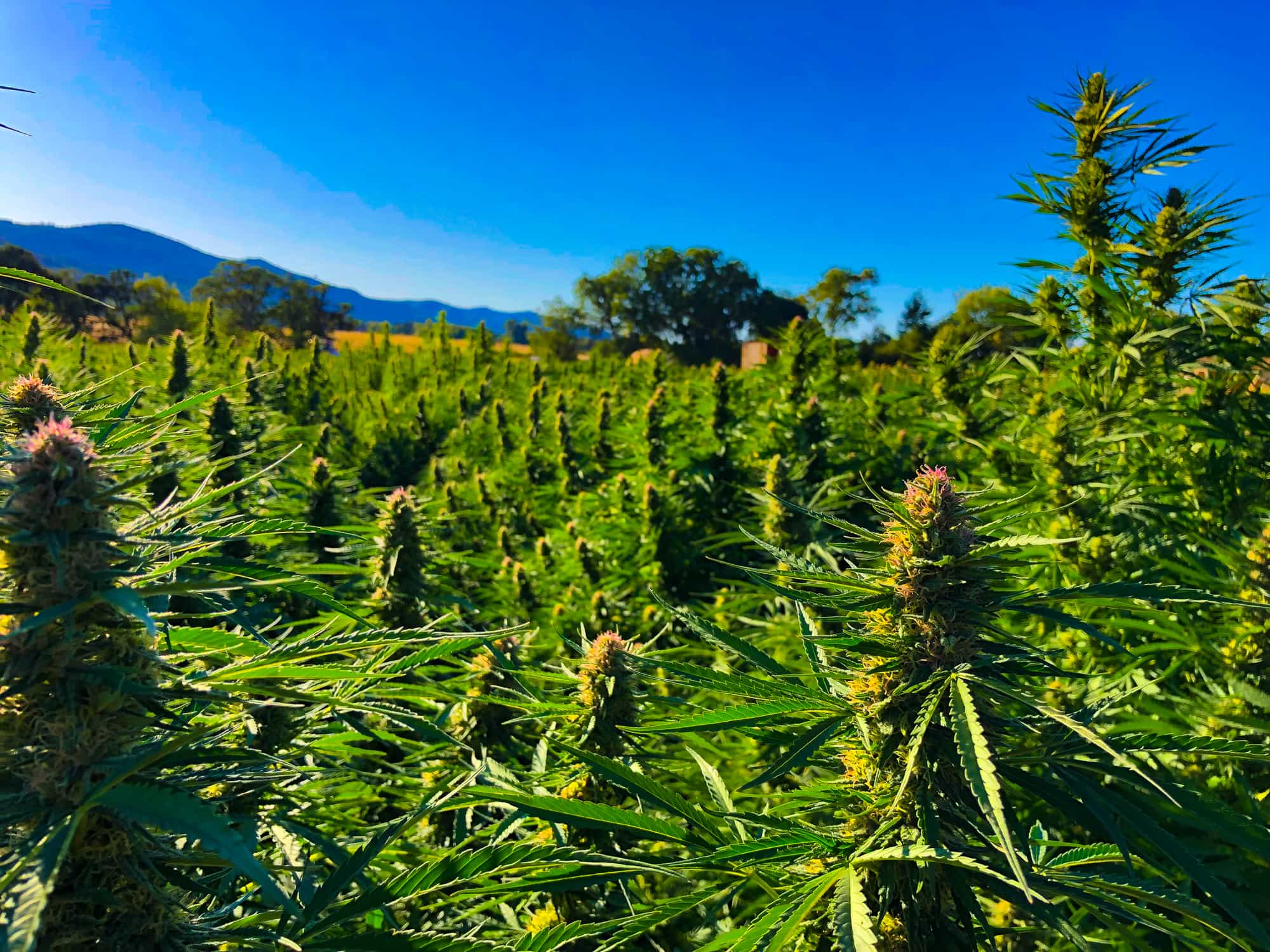 What is the Entourage Effect In Cannabis? – GTR Seeds