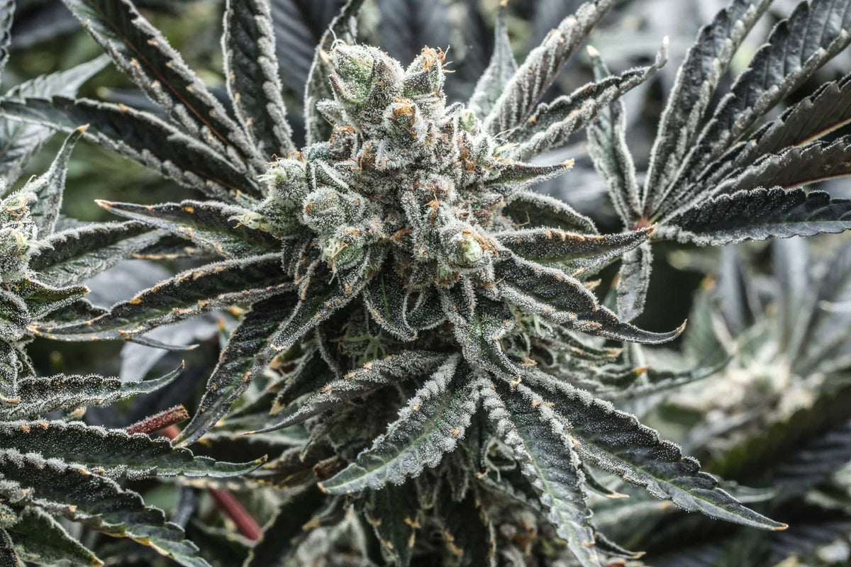 CBD, CBDV, CBG, THC, THCV, & Triploid Seed Sampler Packs – GTR Seeds