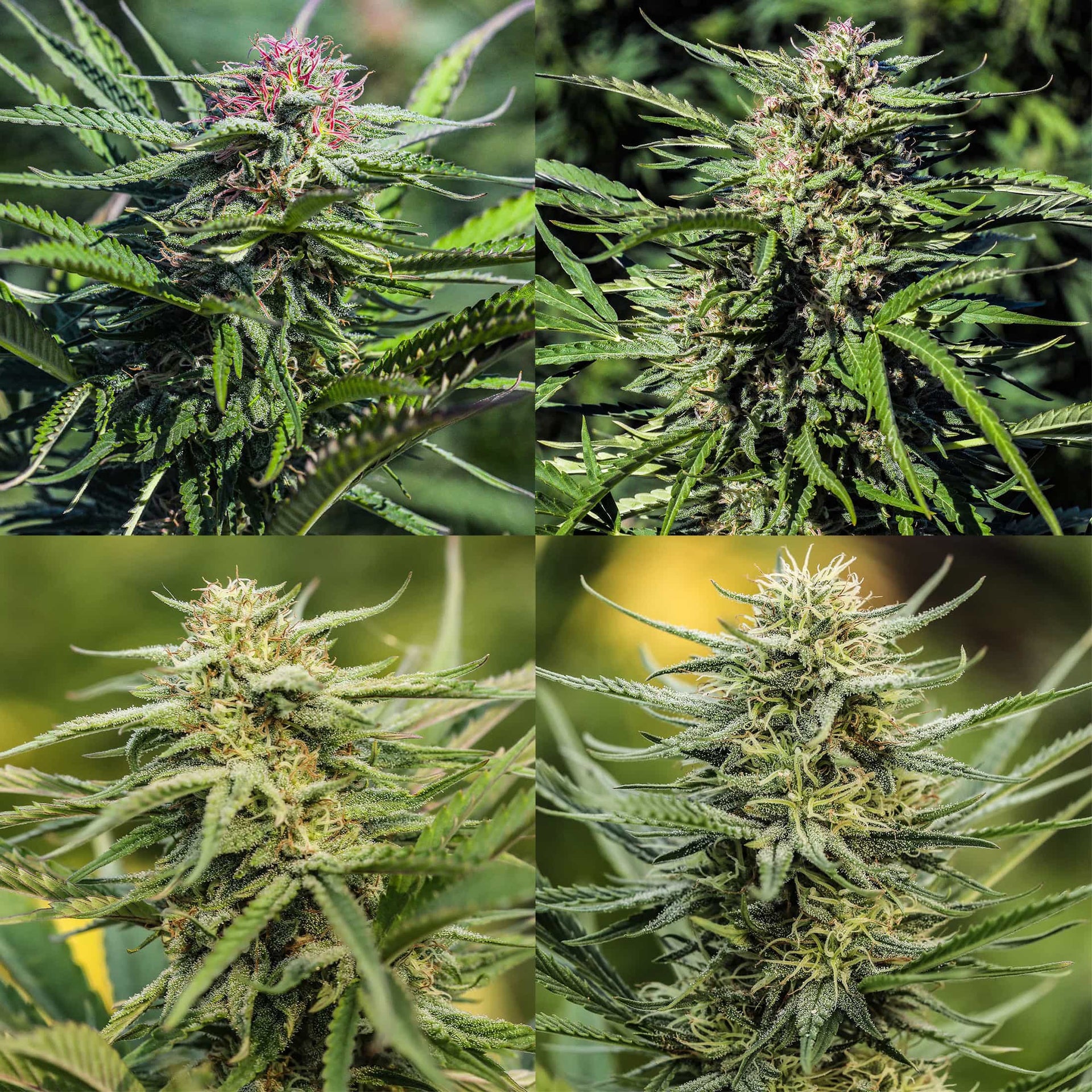 Triploid CBD Feminized Seed Sampler – GTR Seeds
