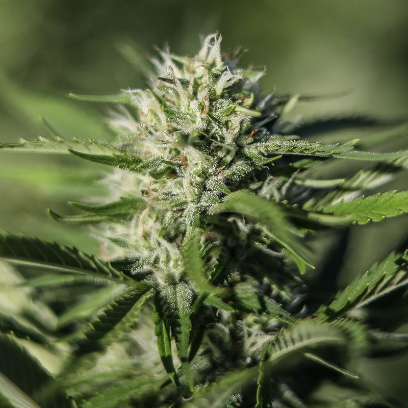 Feminized CBG Seeds - Diploid, Triploid, & Autoflower – GTR Seeds