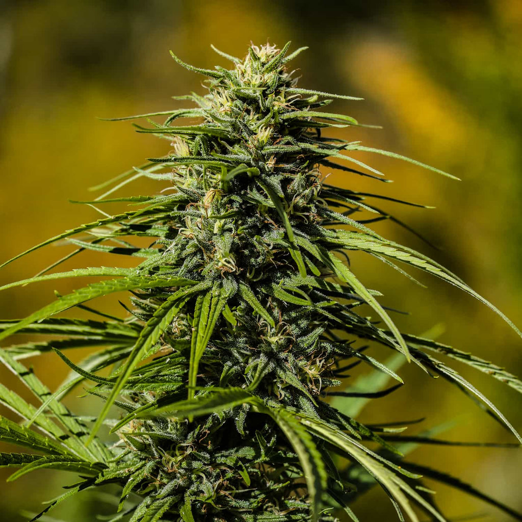 Auto Skunk THCV Autoflower Seeds – GTR Seeds