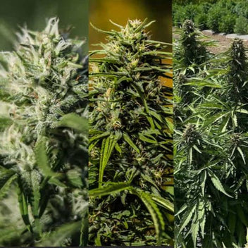 Alternative Cannabinoid Autoflower Seed Sampler – GTR Seeds