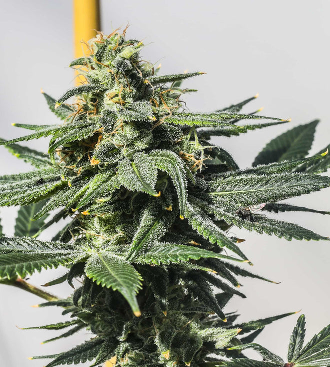Shop Feminized High THCA Seeds – GTR Seeds