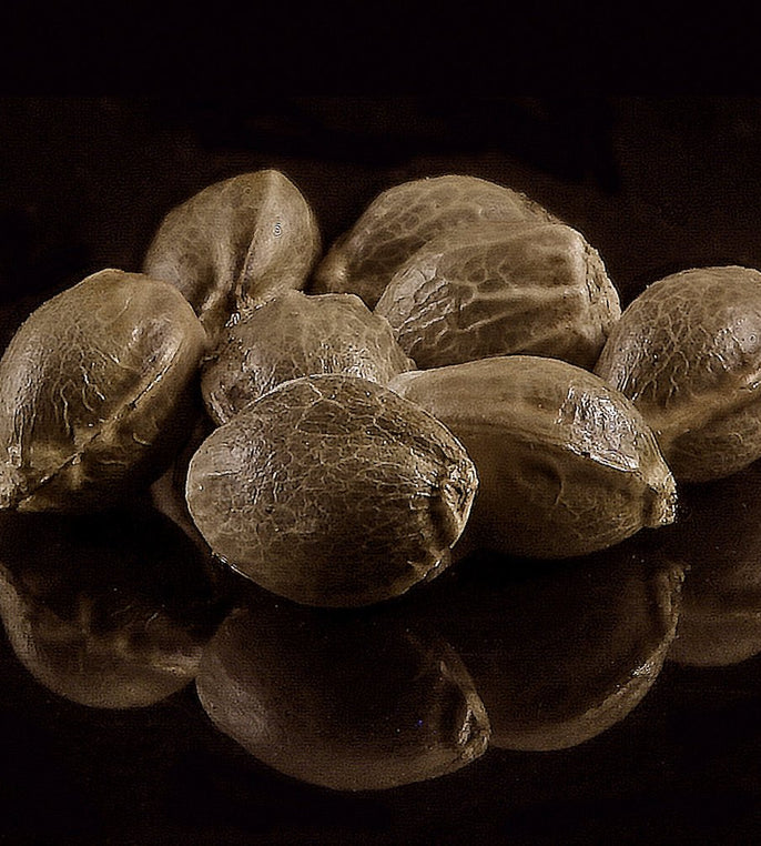 Shop Feminized High THCA Seeds – GTR Seeds