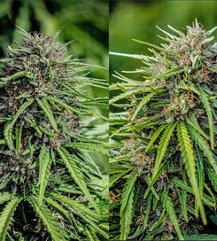 Feminized Triploid Seeds from GTR Seeds