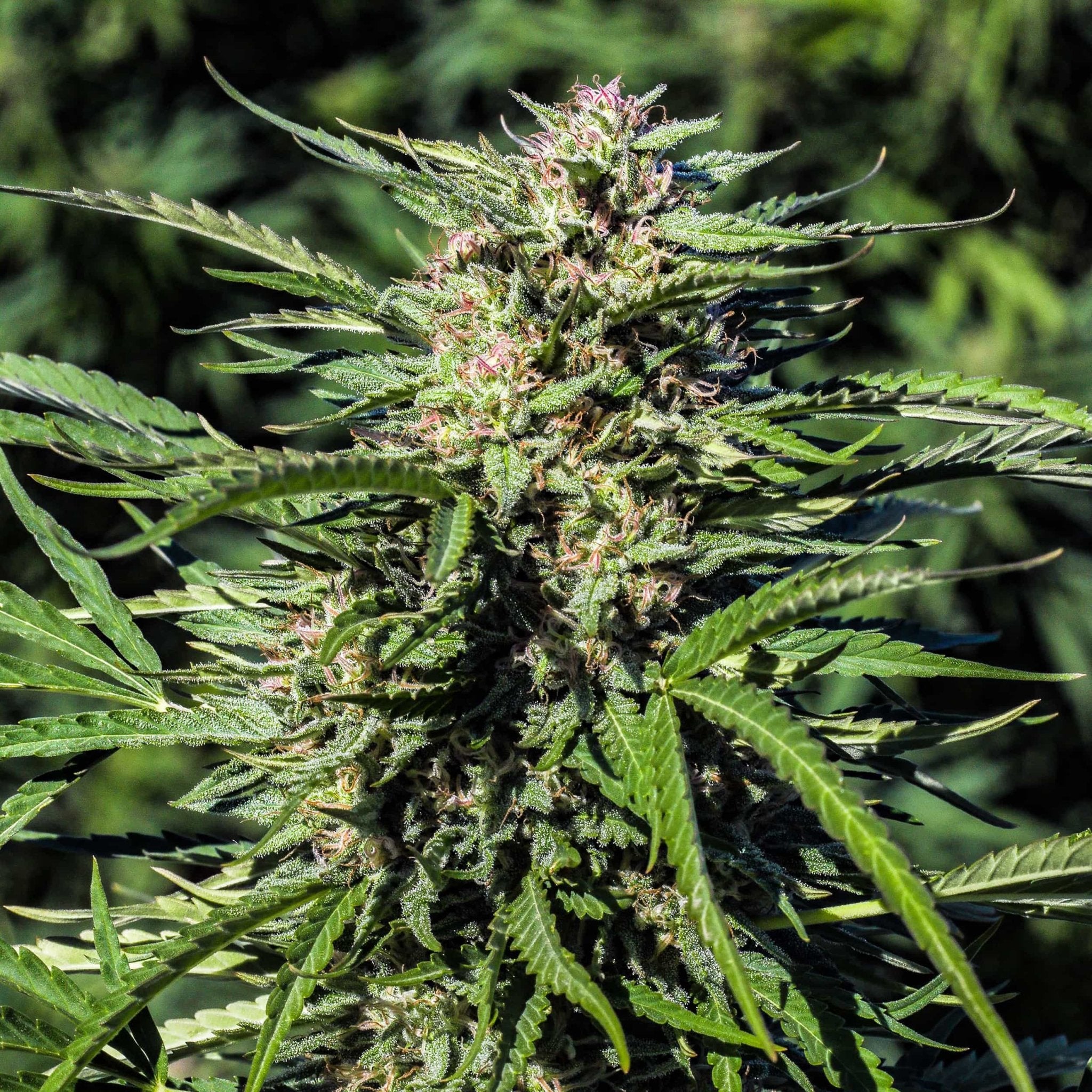 Feminized CBD Seeds - High CBD, Triploid, & Autoflower Seeds – GTR Seeds