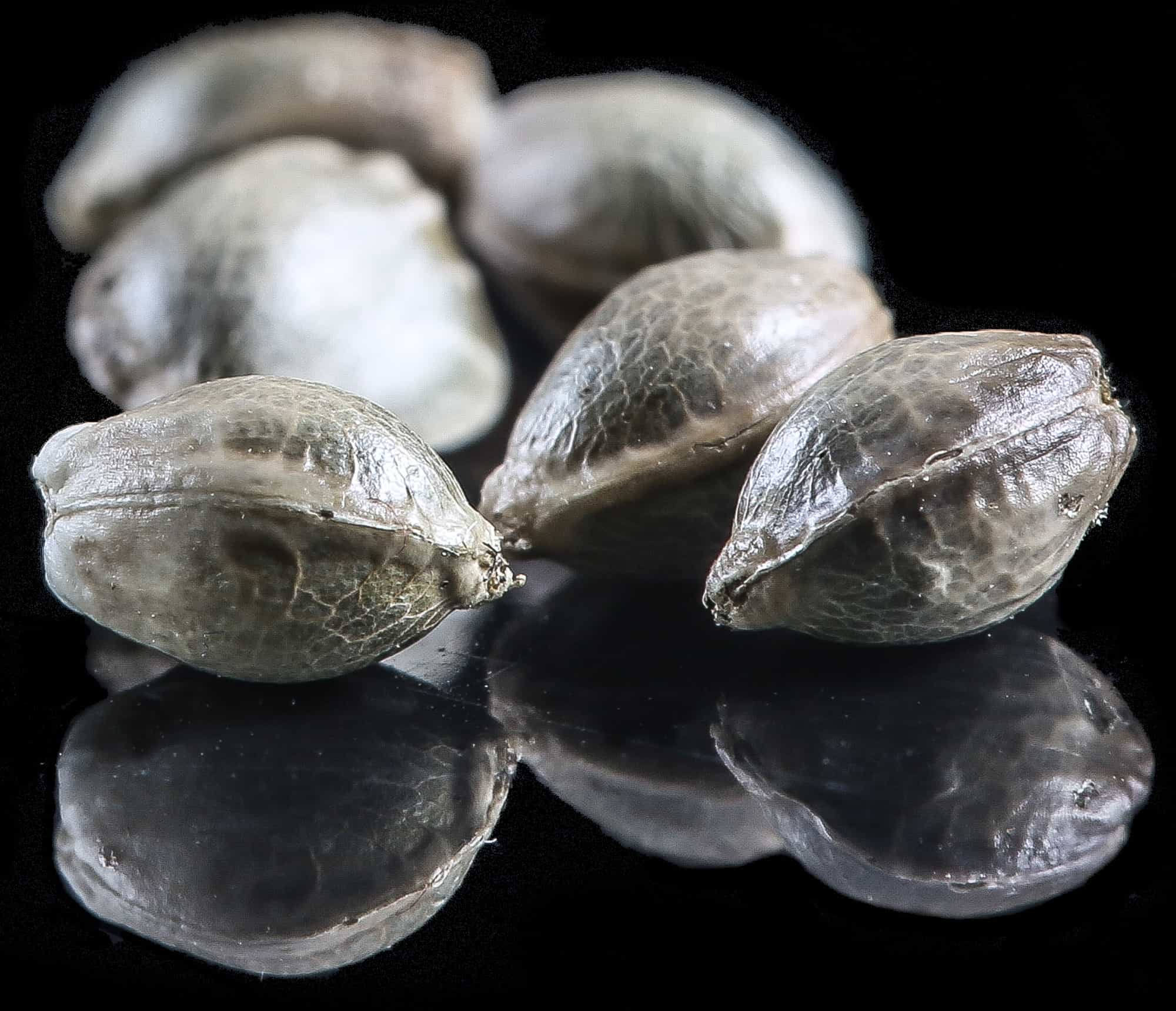 Castaway CBDV Seedless – GTR Seeds