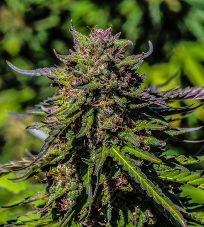 CBD, CBG, & CBDV Biomass Seeds – GTR Seeds
