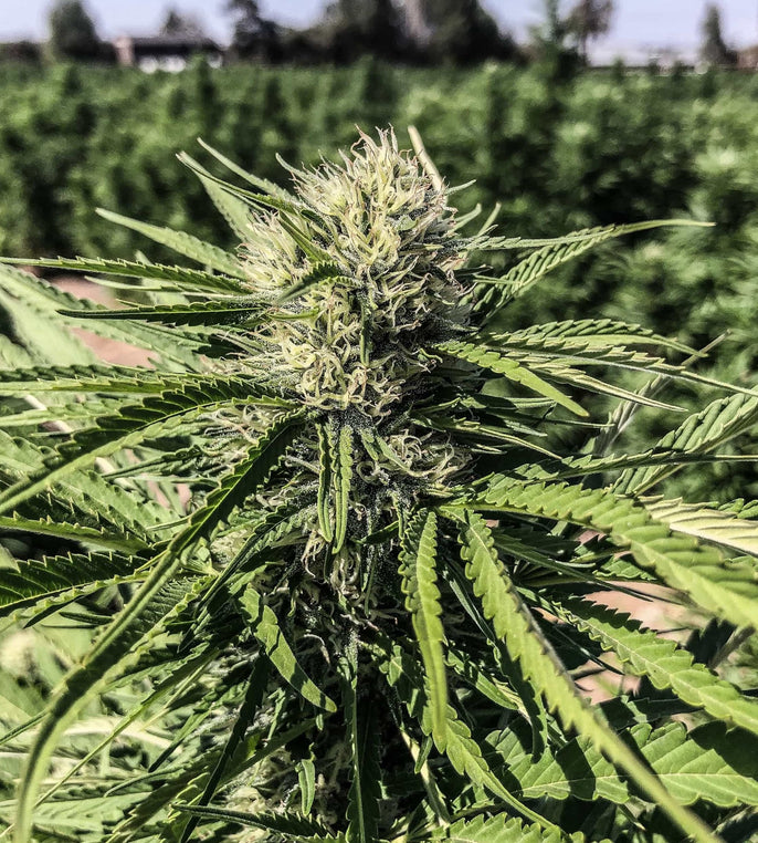 Feminized CBG Seeds – GTR Seeds