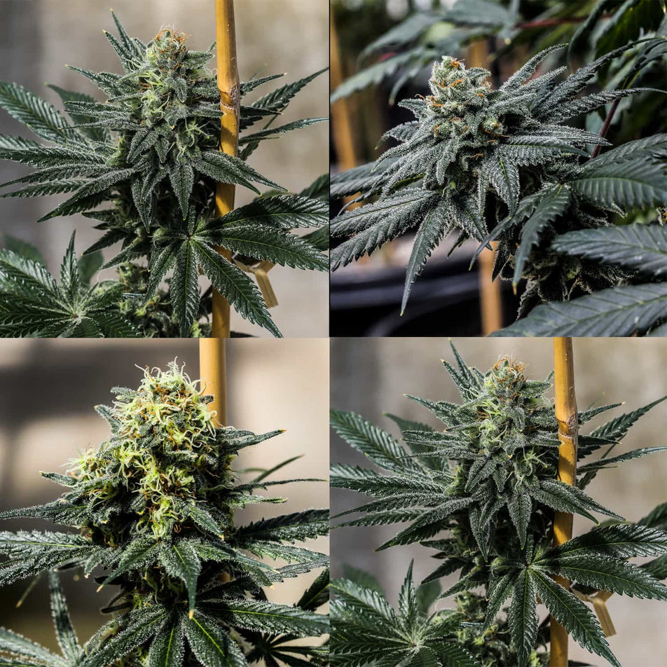 GTR Seeds