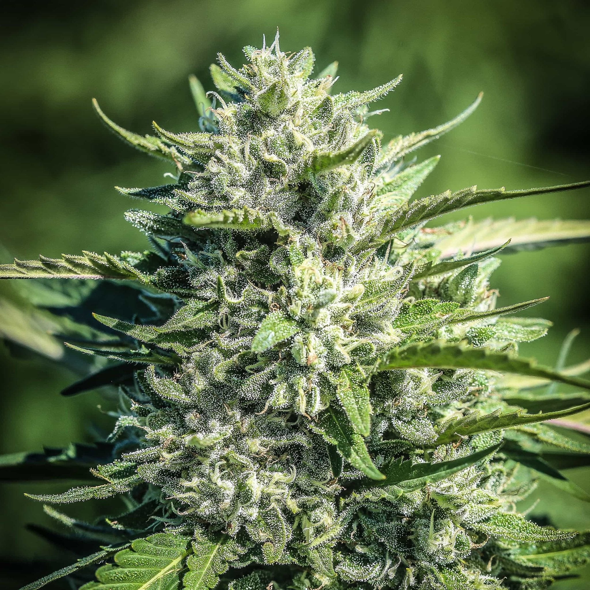 Feminized CBG Seeds – GTR Seeds
